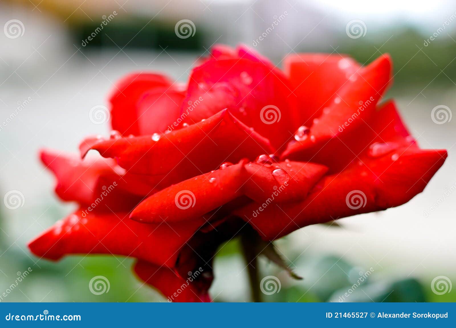 Red rose with water drops stock image. Image of fresh - 21465527