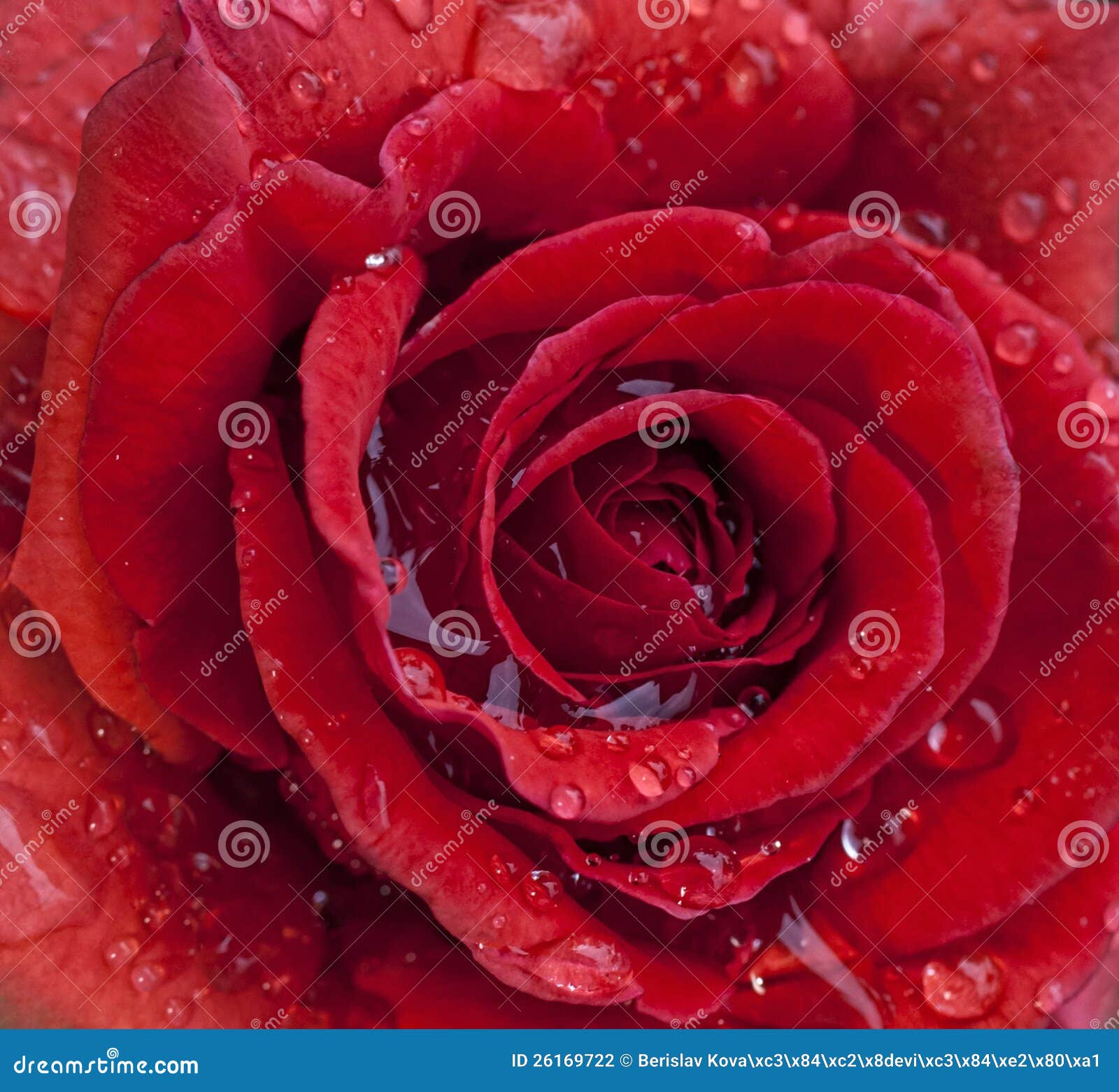 Red Rose with water drops stock photo. Image of occasion - 26169722