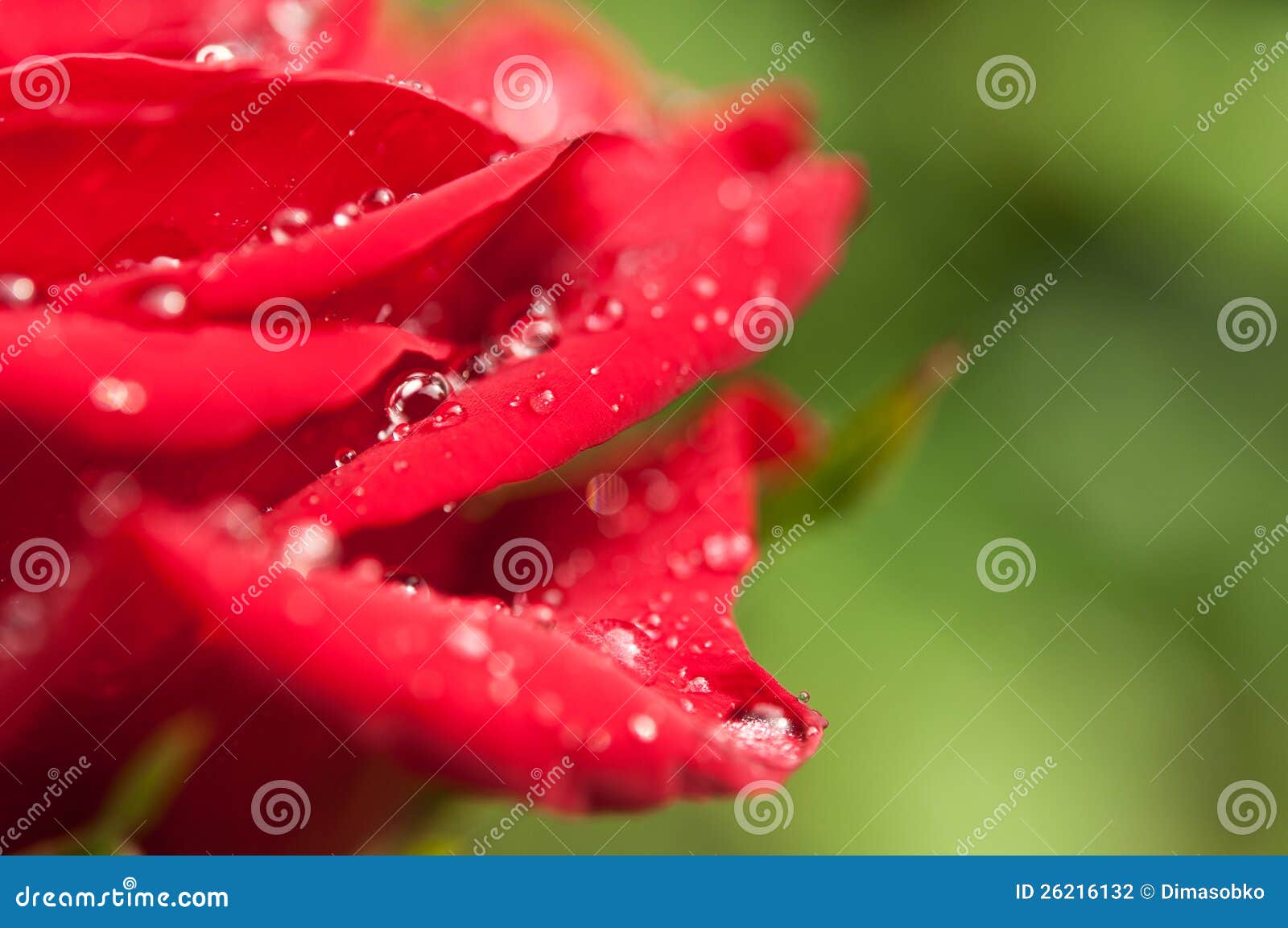 Red rose with water drops stock photo. Image of decoration - 26216132