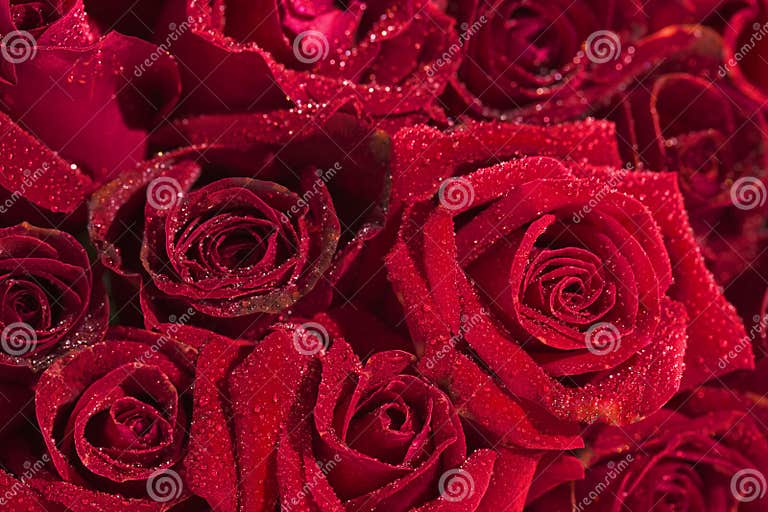 Red rose stock photo. Image of romantic, floral, flower - 43529236
