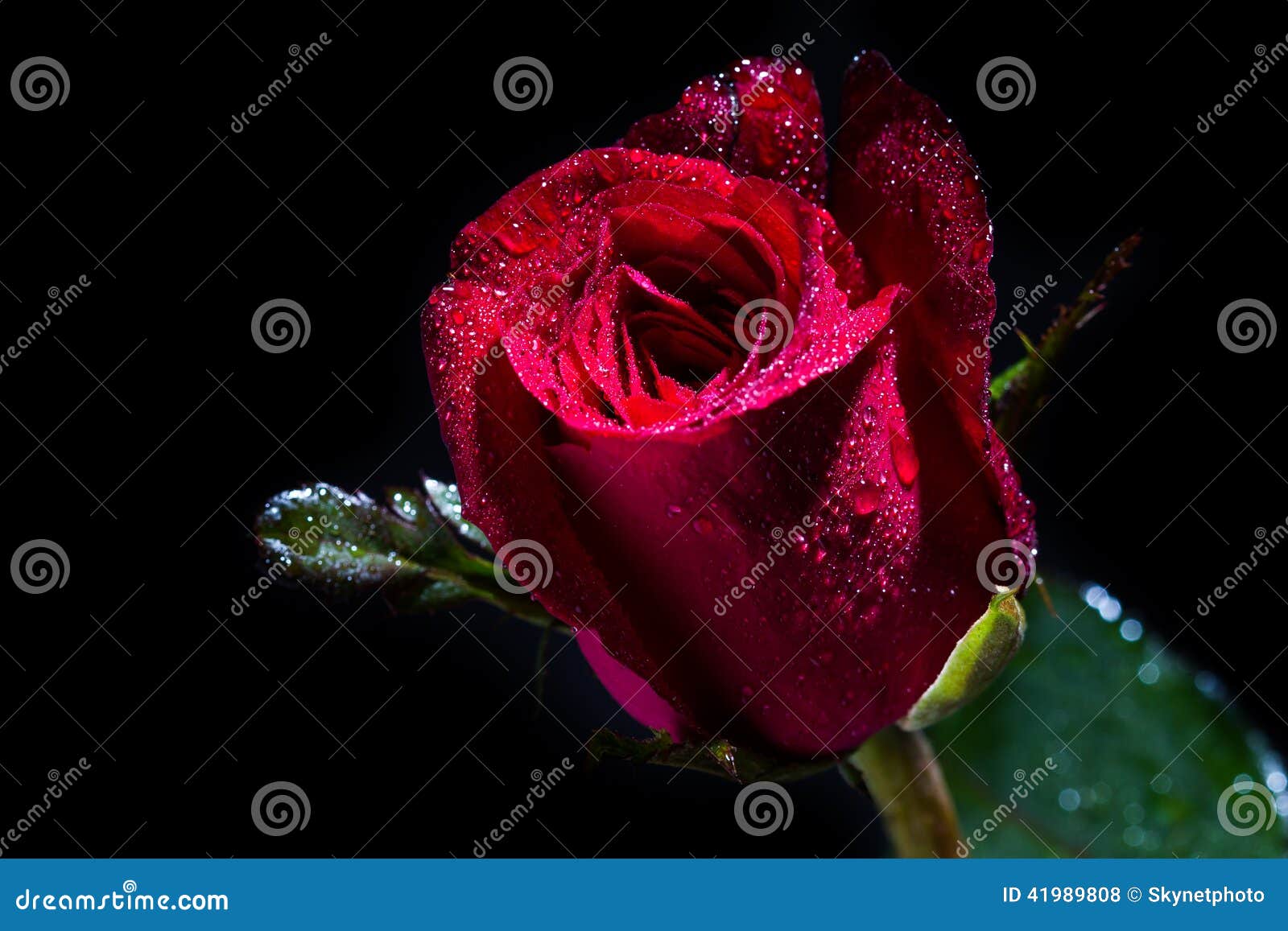 Red rose with water drops stock photo. Image of bloom - 41989808