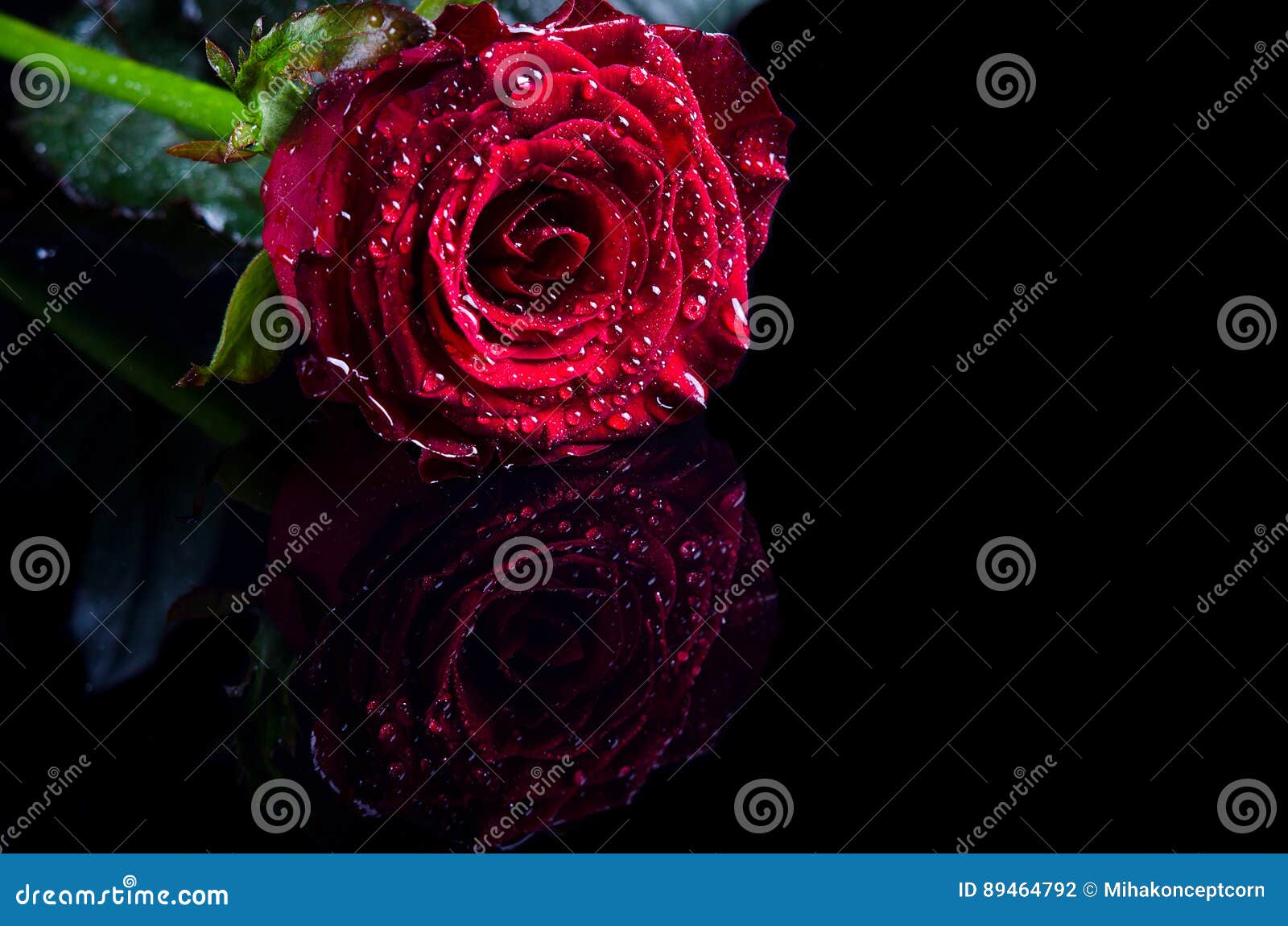 Red Rose with Water Drops on a Black Background, Free Space for Stock ...