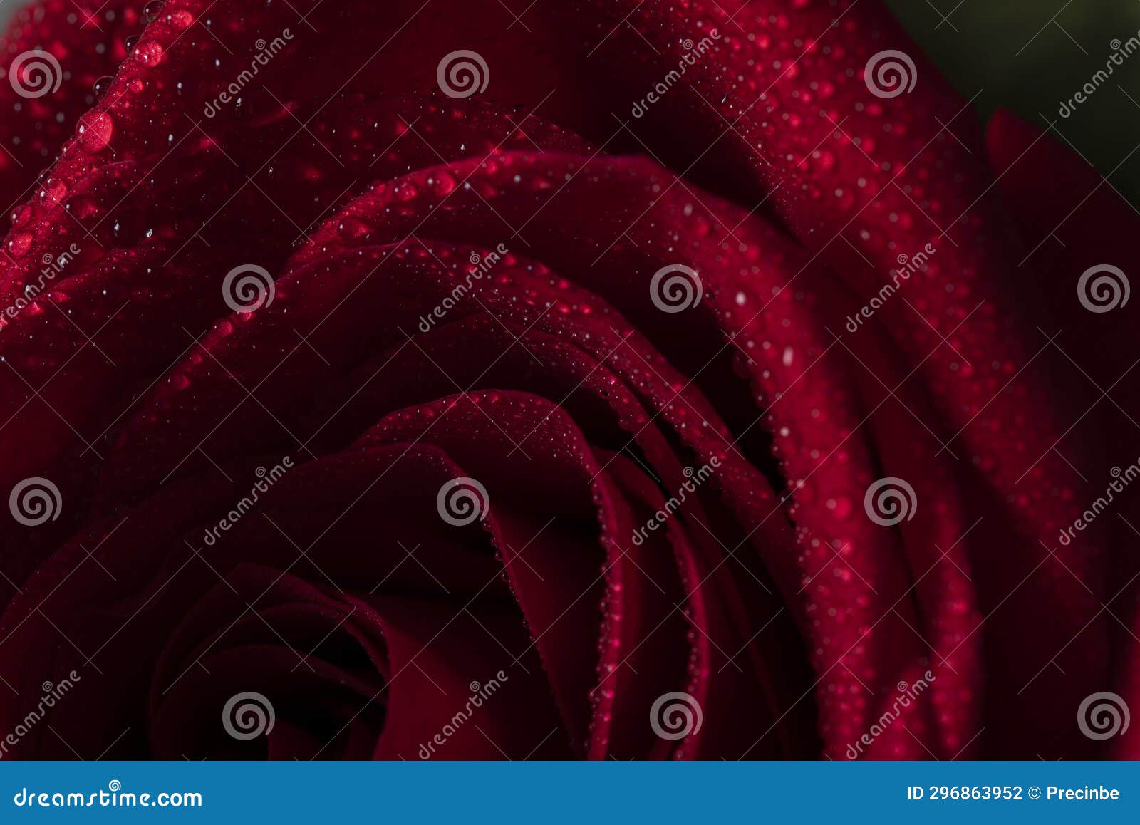Red rose, water drops stock photo. Image of rose, valentine - 296863952