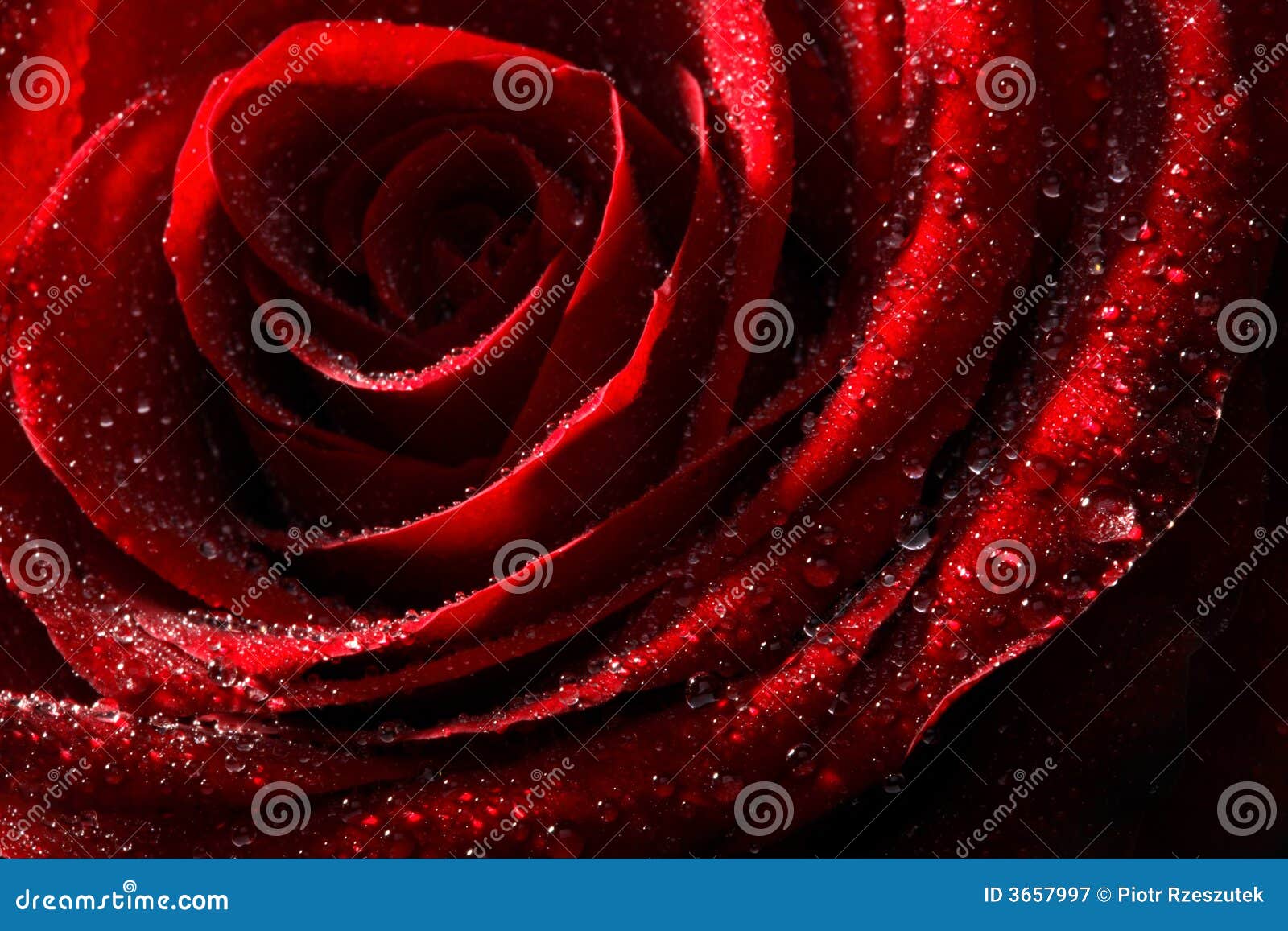 Red Rose with Water Drops Close Up Stock Image - Image of garden ...