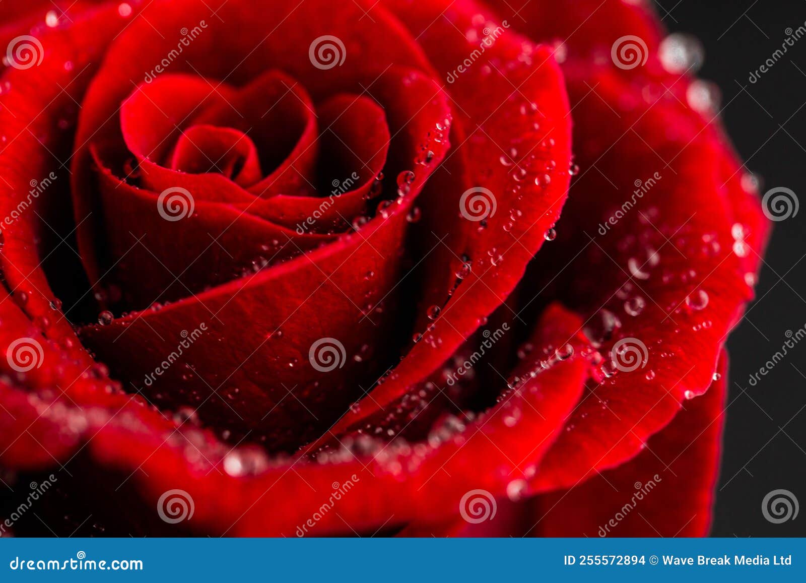 Red rose with water drops stock photo. Image of water - 255572894