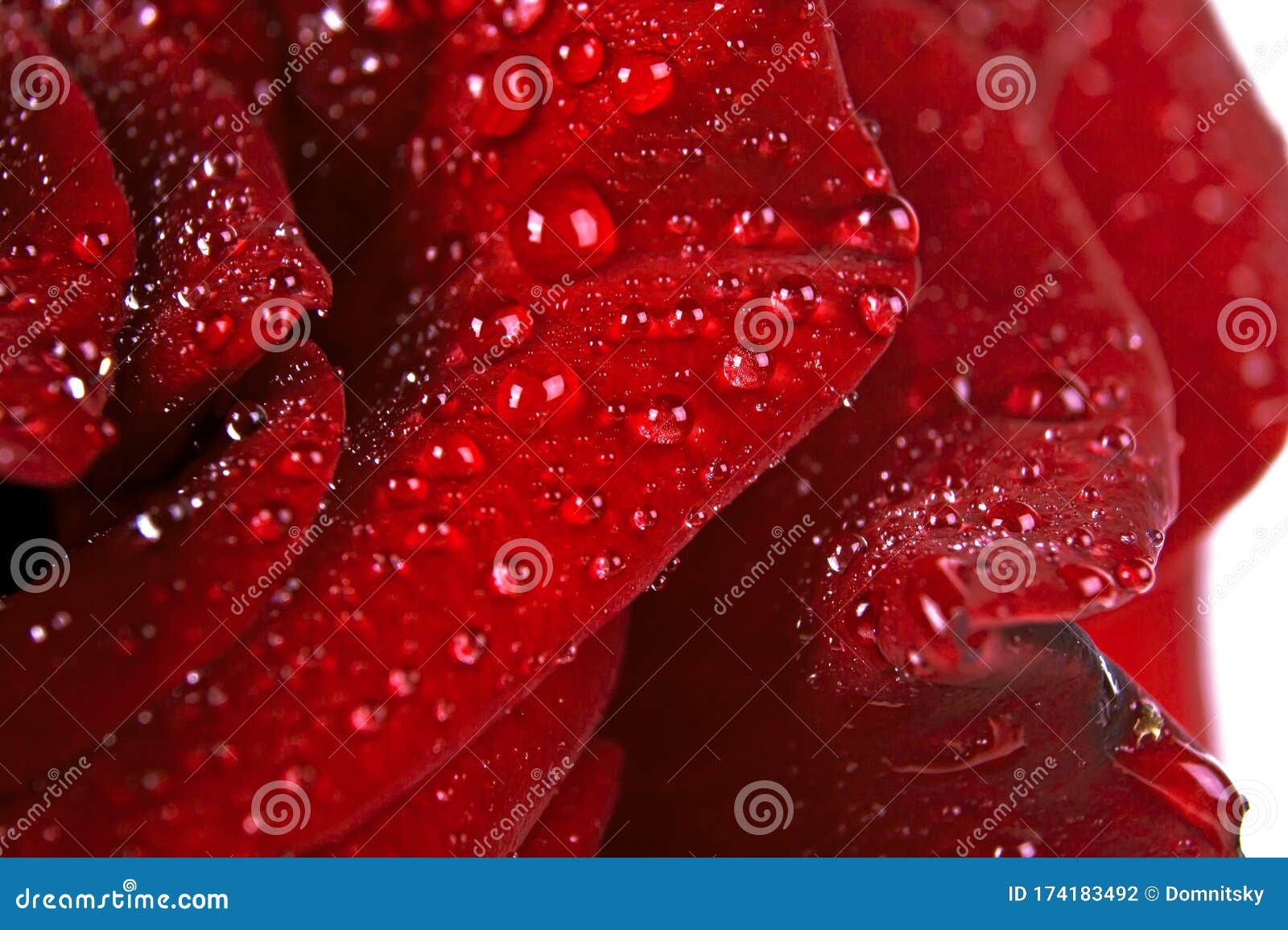 Red Rose in Water Drops. Macro Image, Selective Focus Stock Photo ...