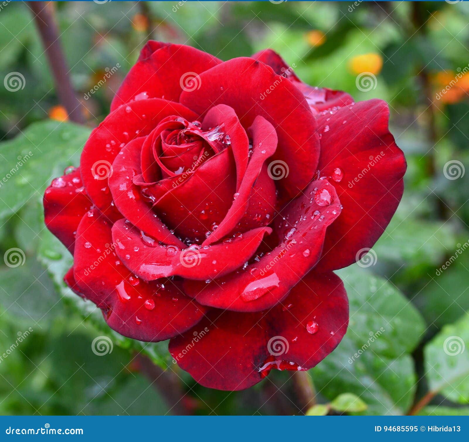 Red Rose with Water Drops on Petals Stock Image - Image of summer ...