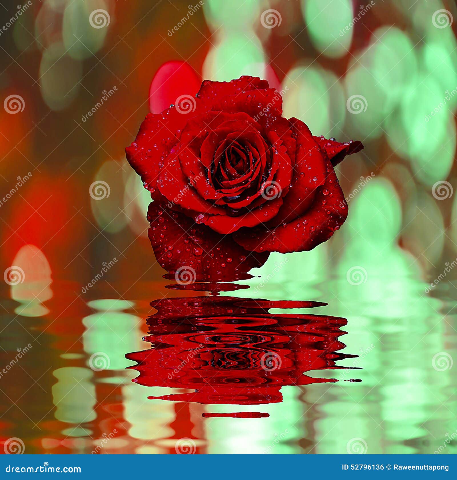 Red rose with water drops stock photo. Image of flower - 52796136