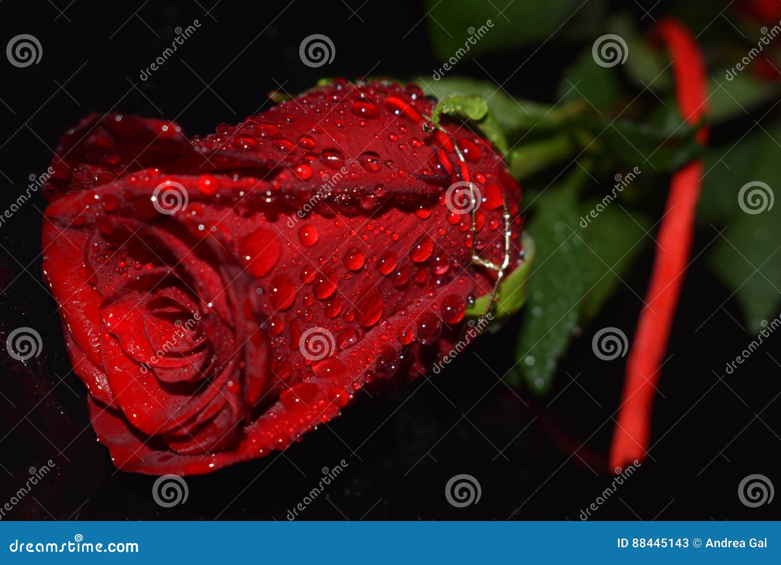 Red rose in water stock image. Image of rose, drops, waterdrops - 88445143