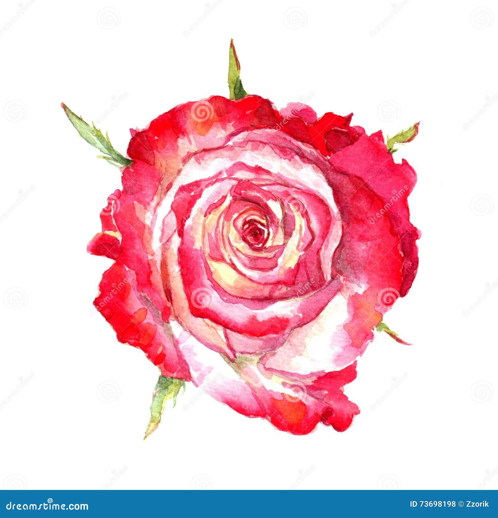 Red rose. Watercolor stock illustration. Illustration of isolated ...