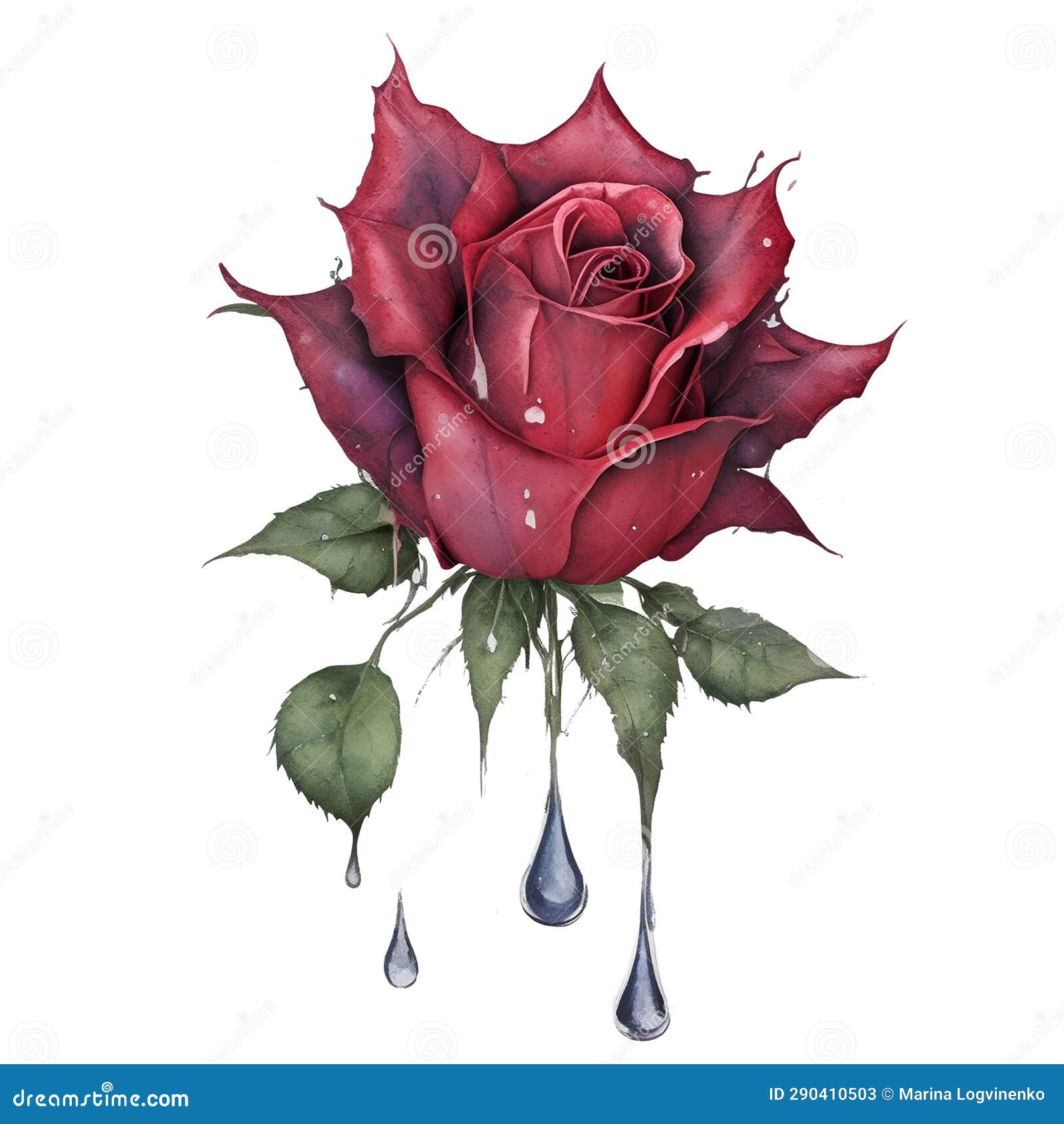 Red Rose with Watercolor Splashes Isolated on White Background. Floral ...