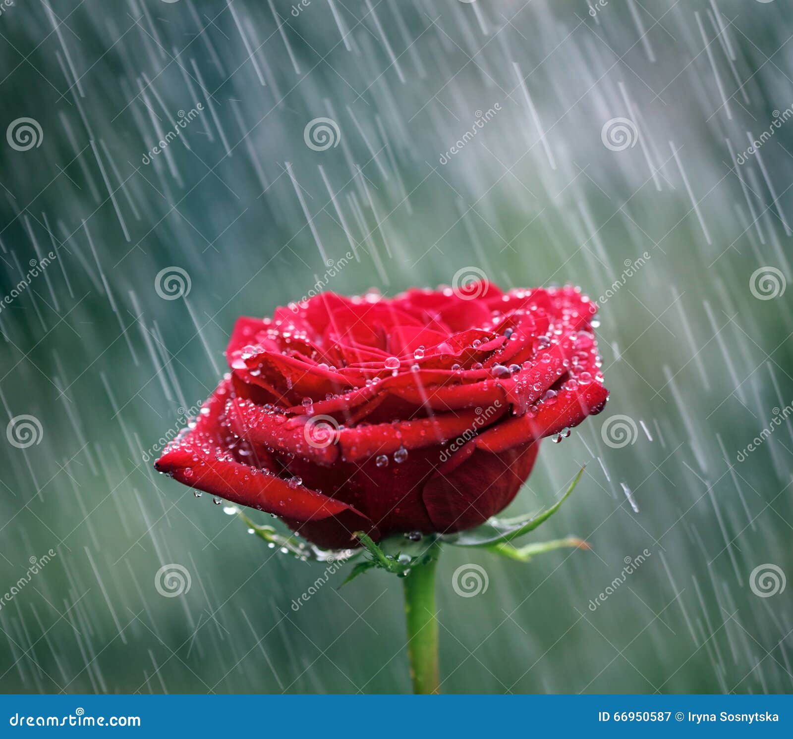 Red Rose with Waterdrops into the Rain Stock Image - Image of ...