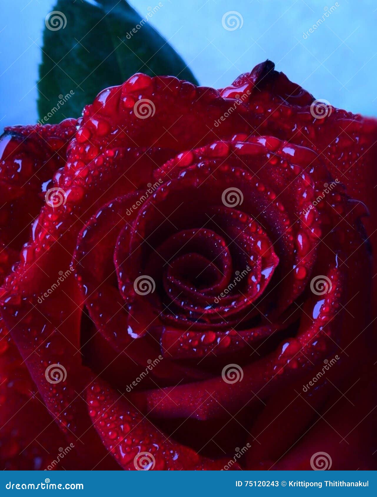 Red rose stock image. Image of flower, strong, watering - 75120243