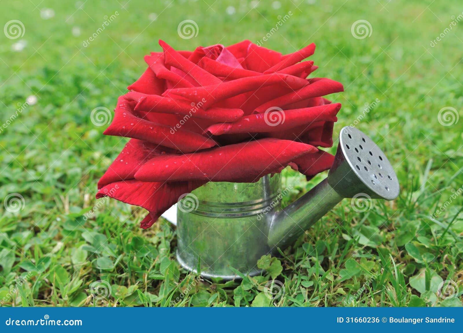 Red rose in watering can stock photo. Image of metal - 31660236