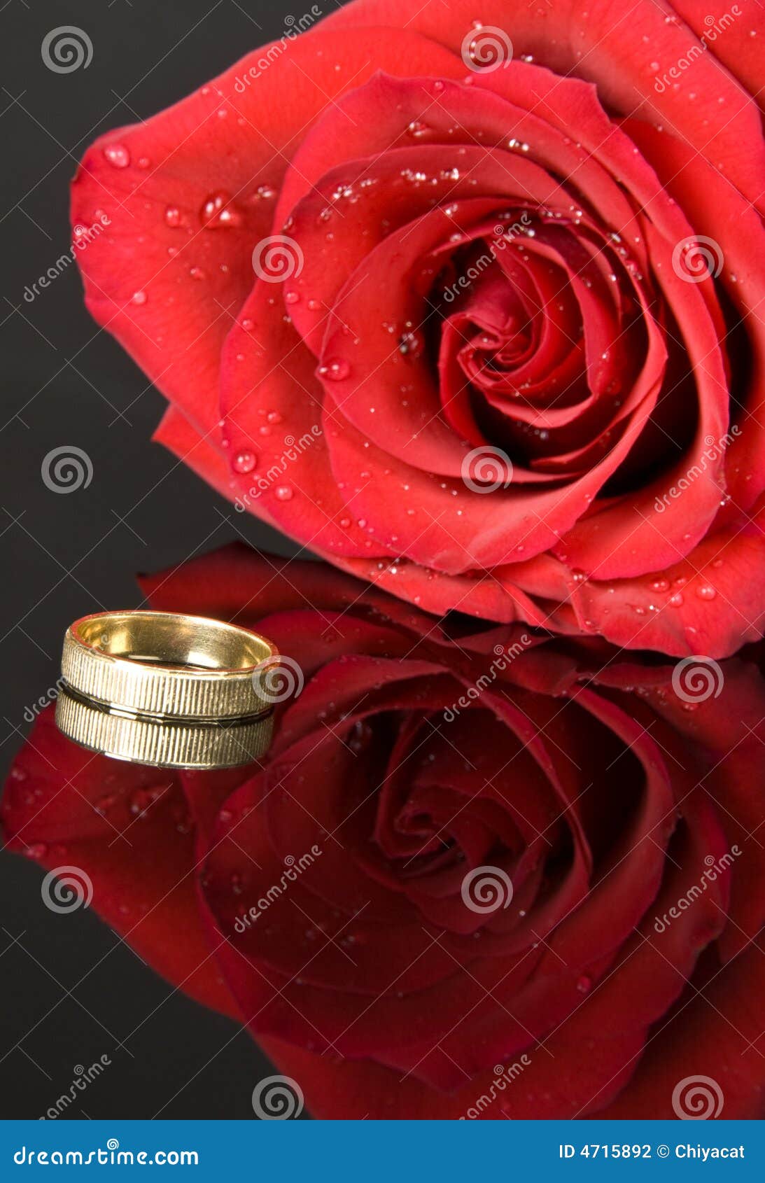 Red Rose and Wedding Ring stock photo. Image of close - 4715892