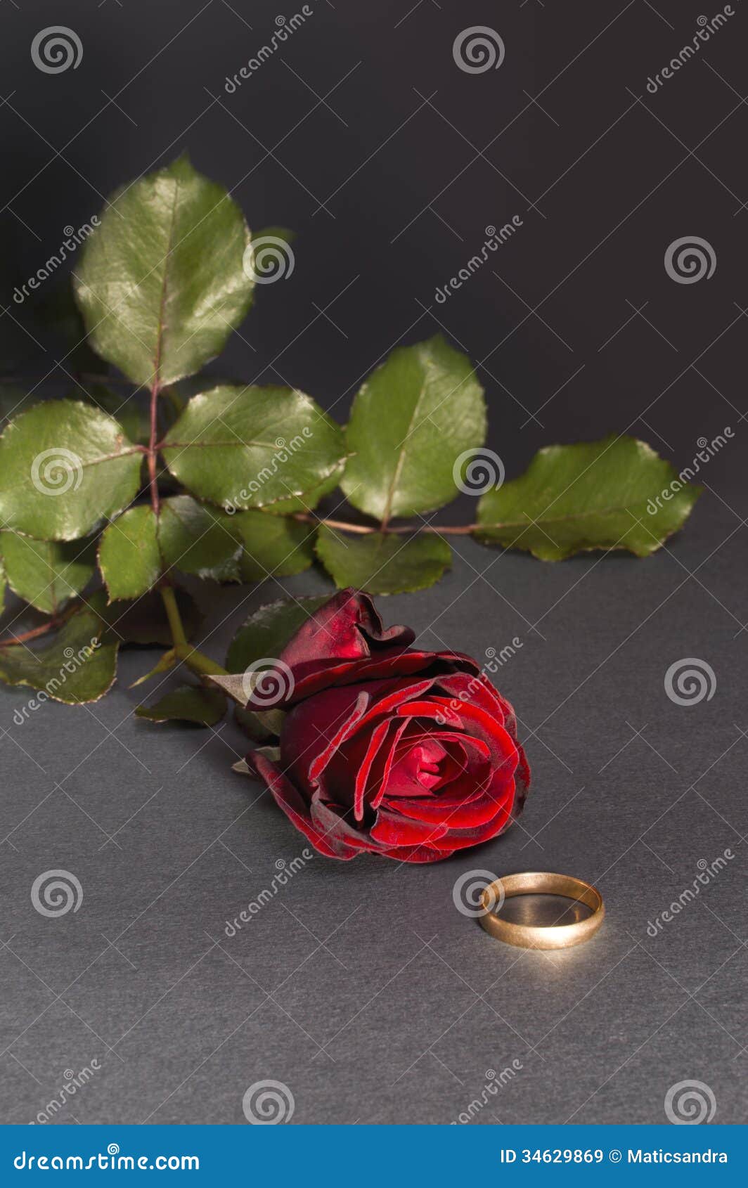 Red rose and wedding ring stock image. Image of golden - 34629869