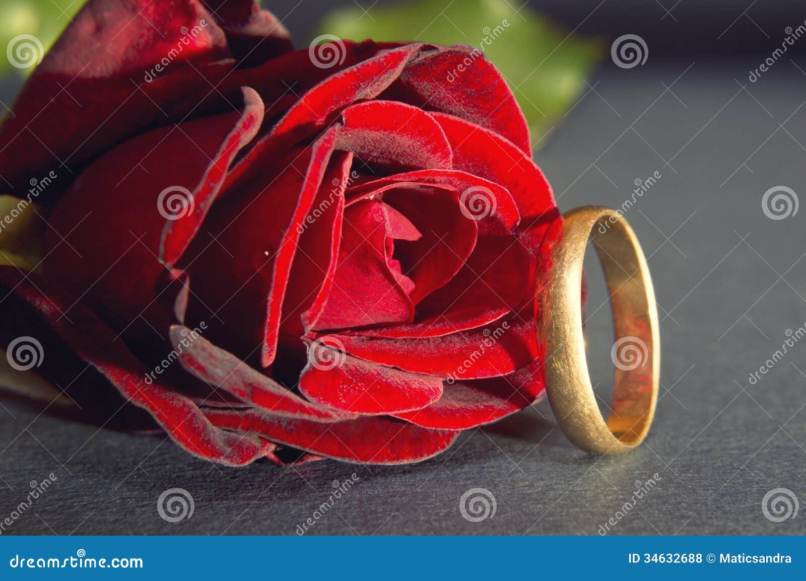 Red rose and wedding ring stock photo. Image of bridal - 34632688