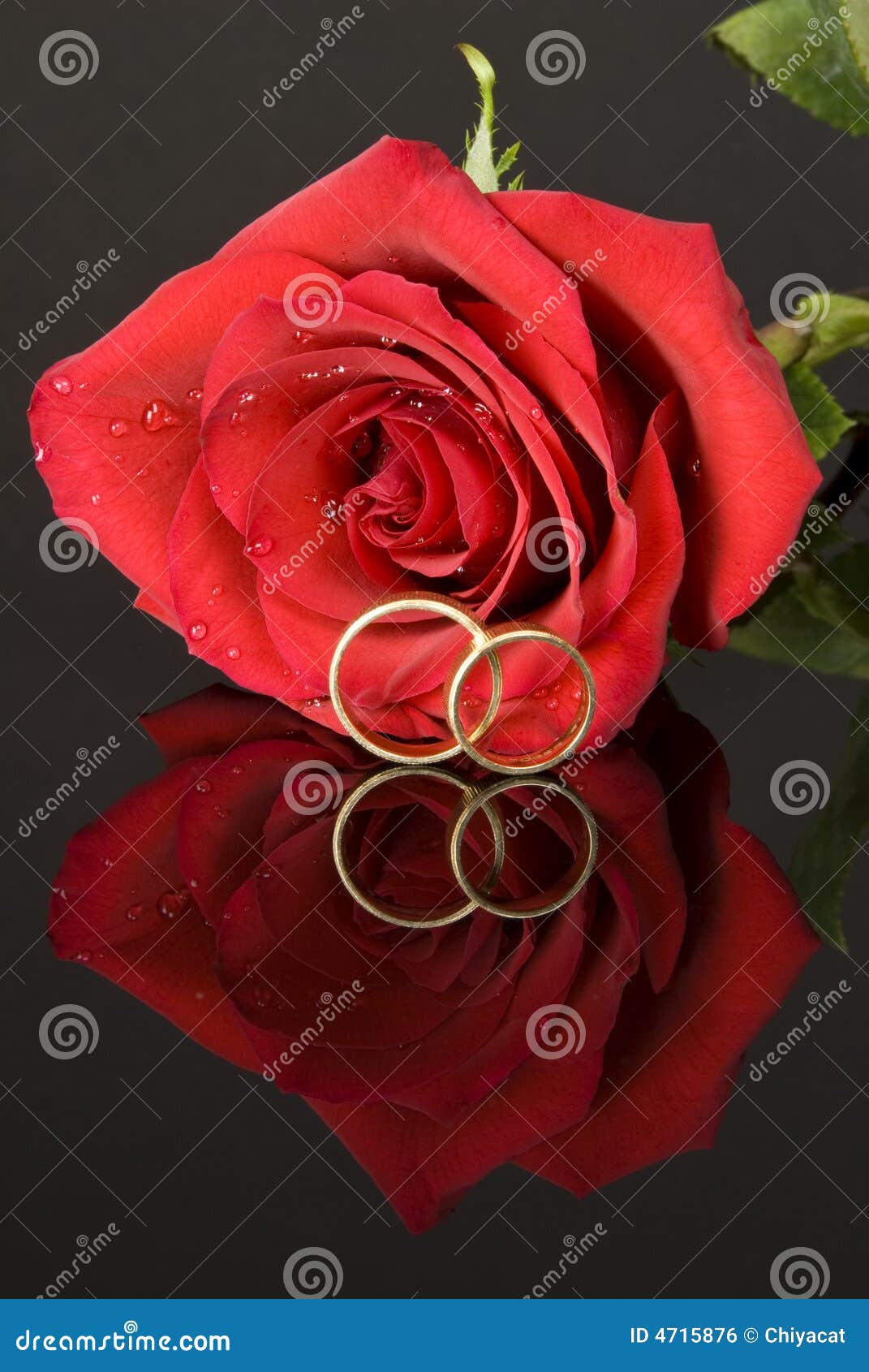 Red Rose and Wedding Rings stock photo. Image of thorns - 4715876