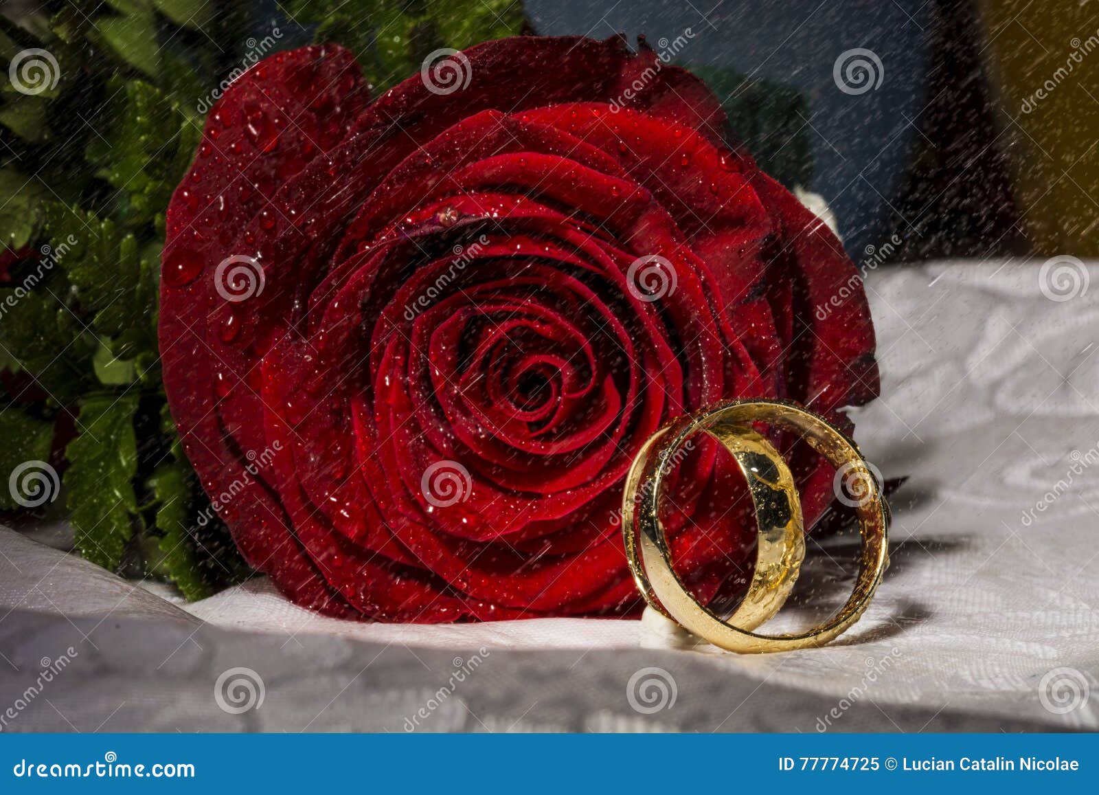 Red rose stock image. Image of abstract, beautiful, close - 77774725