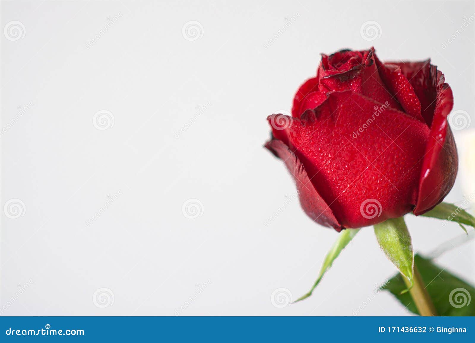 Red Rose on White Background Stock Photo - Image of holiday, bouquet ...