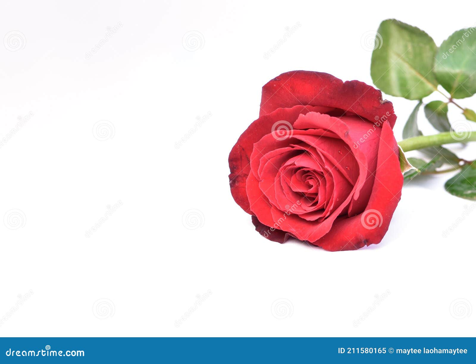 Red Rose on White Background. Stock Image - Image of background, flower ...