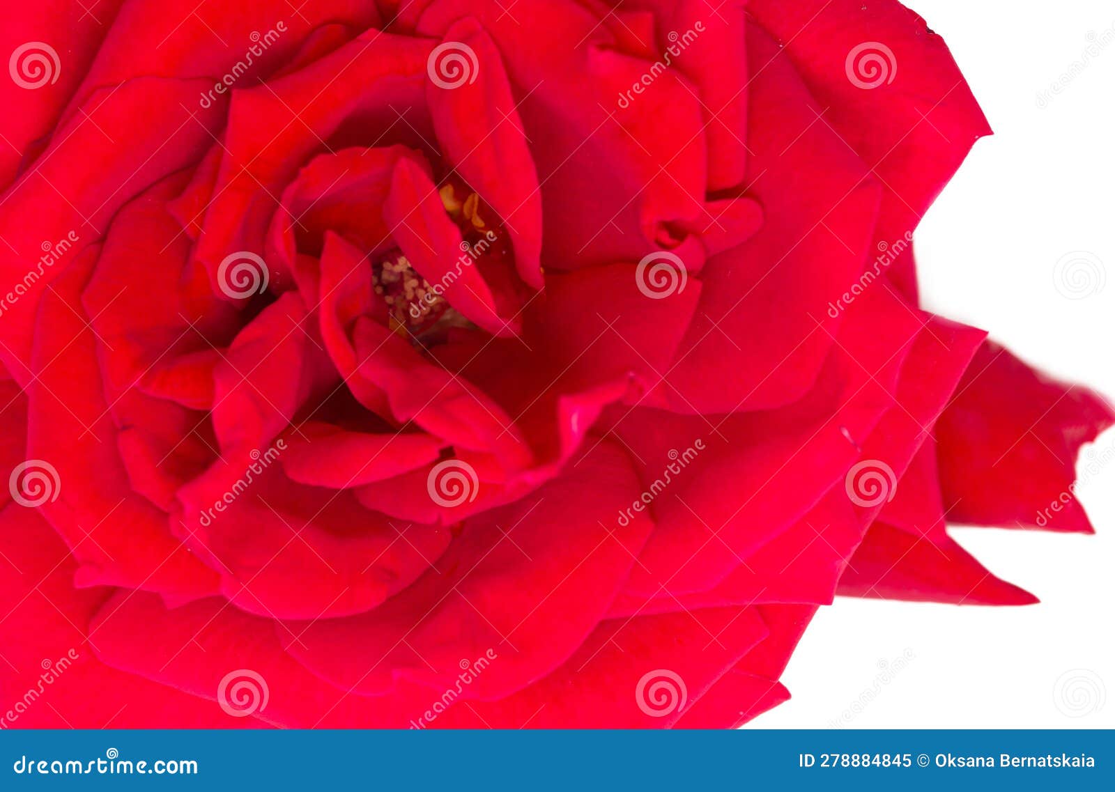Petals Red Rose White Background Stock Image - Image of color, aroma ...