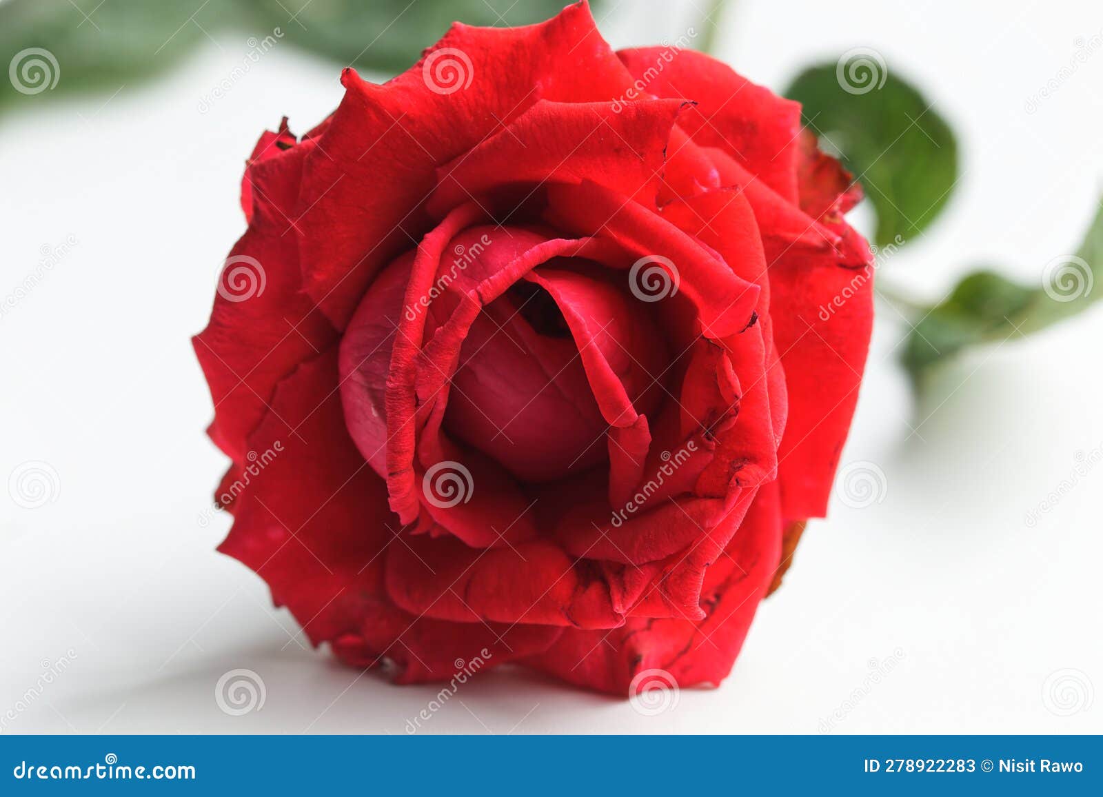Red Rose on White Background Stock Image - Image of bunch, single ...