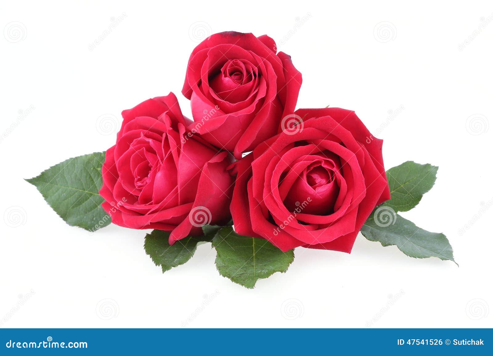 Red rose stock photo. Image of wedding, mothers, holiday - 47541526
