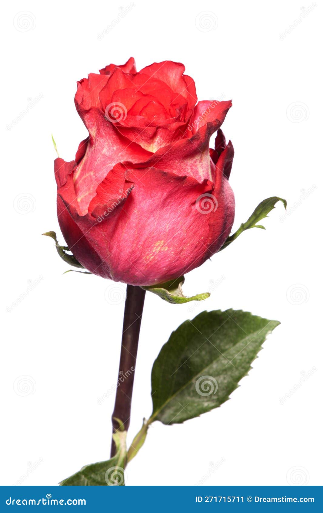 Red Rose on White Background Stock Image - Image of background, petal ...