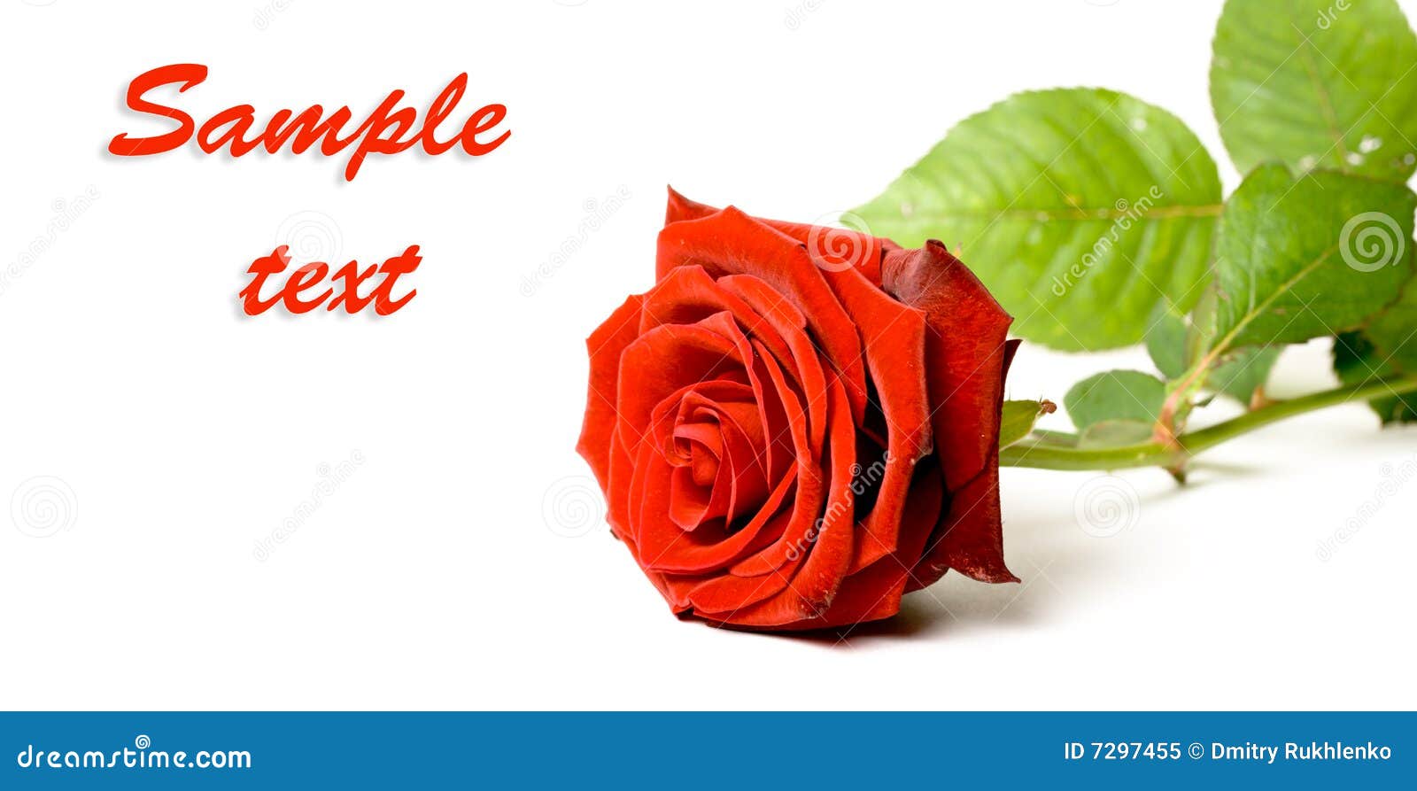 Red Rose on White Background Horizontal Banner Stock Image - Image of ...