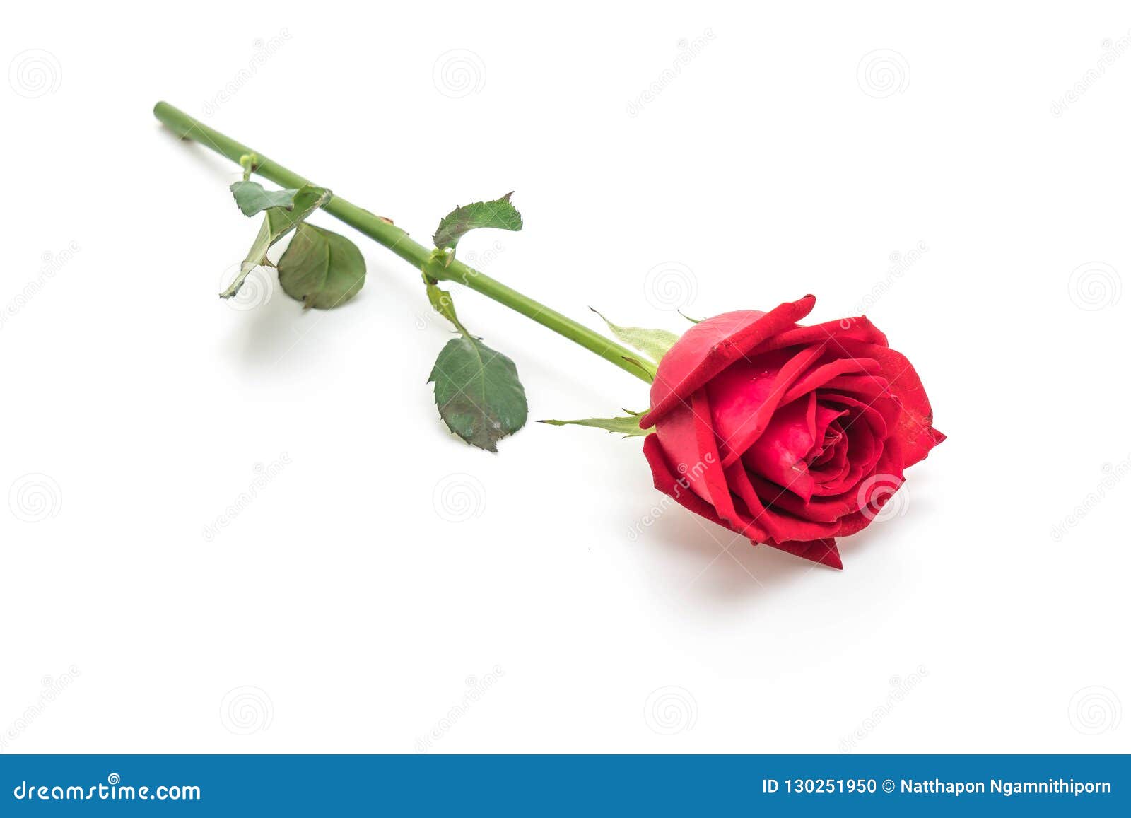 Red Rose on White Background Stock Photo - Image of beautiful, pink ...