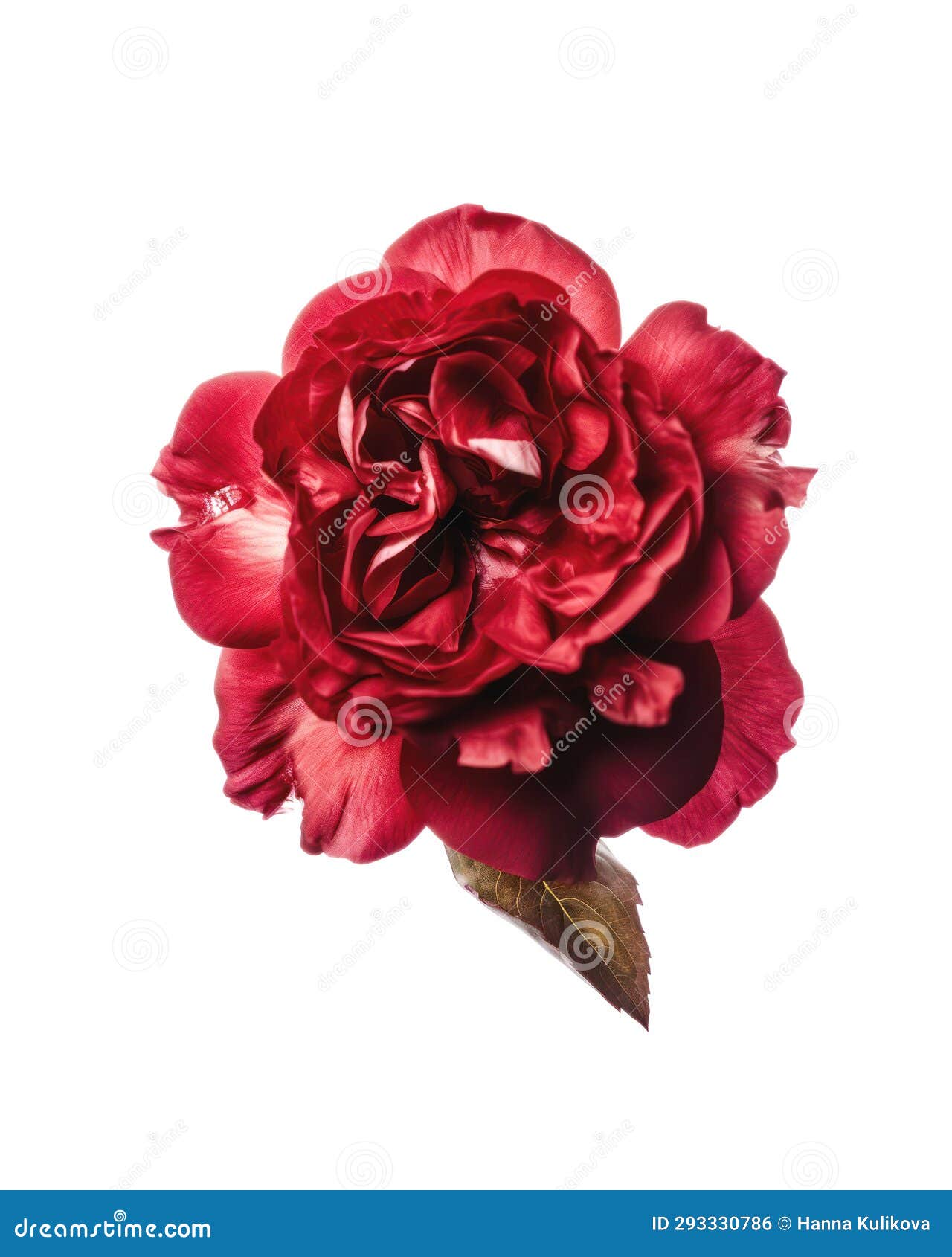 Red Rose on White Background. Stock Illustration - Illustration of ...