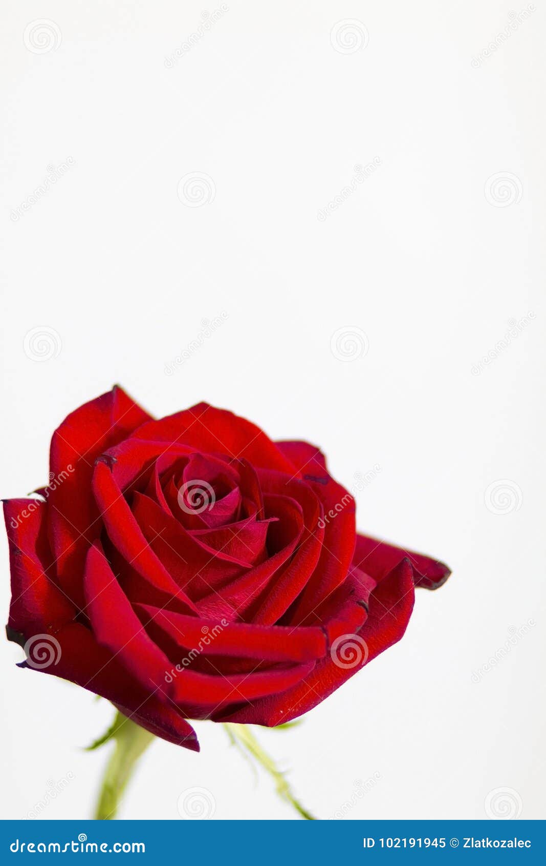 Red Rose on a White Background Stock Image - Image of romance, close ...