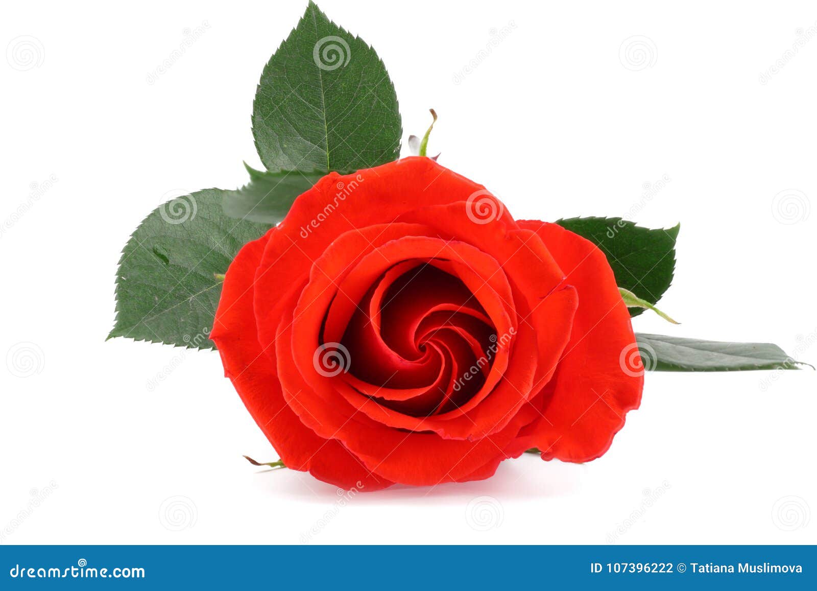 Red Rose on a White Background Stock Photo - Image of color, nature ...