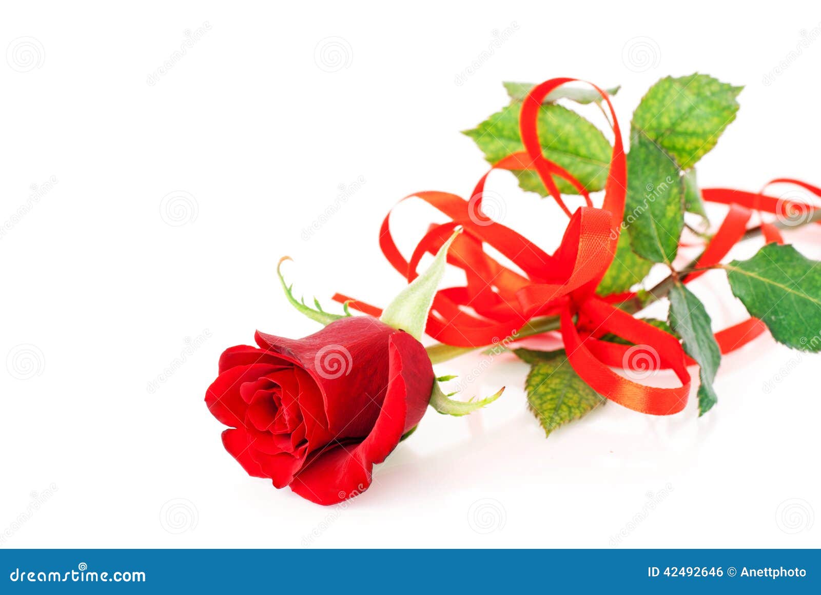 Red rose on the white stock photo. Image of flower, freshness - 42492646
