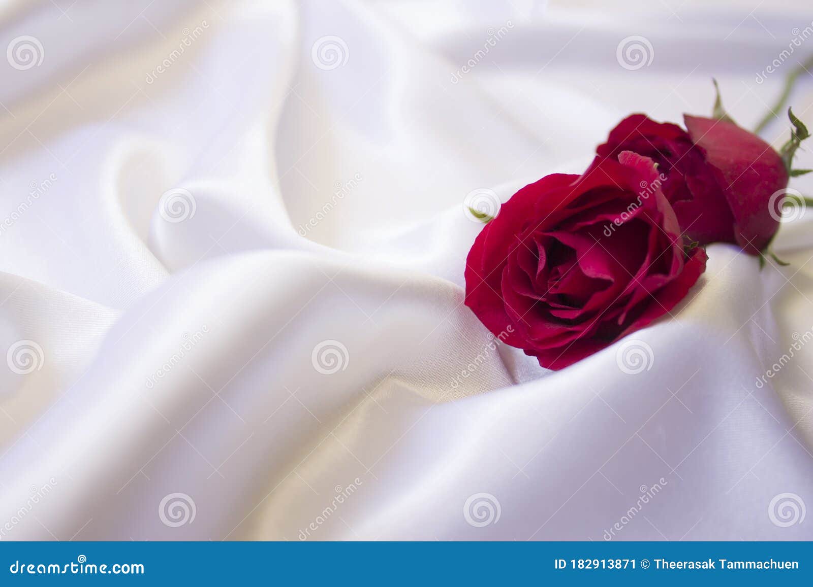 Red rose on white cloth stock image. Image of romantic - 182913871