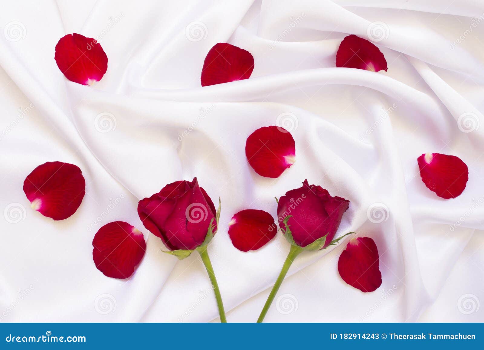 Red rose on white cloth stock image. Image of petals - 182914243
