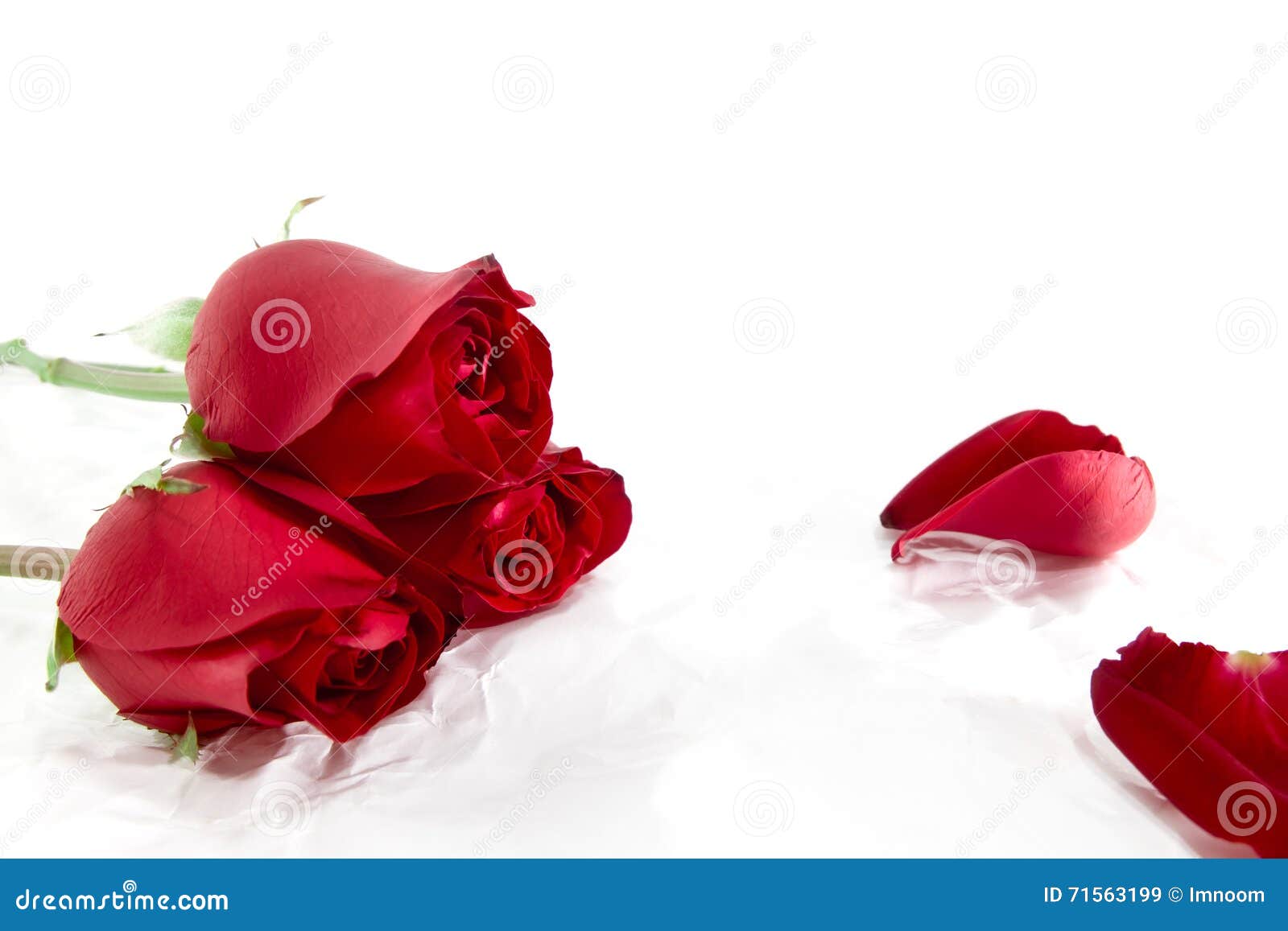 Red Rose on White Crumpled Paper Stock Image - Image of blank, marriage ...