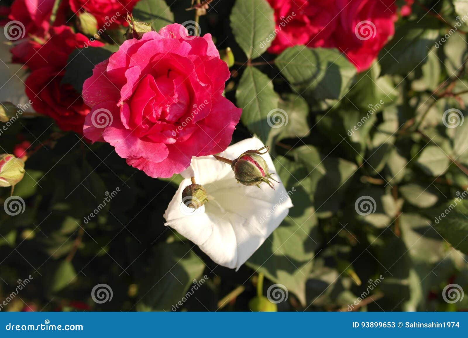 Red rose and white flower stock image. Image of nature - 93899653