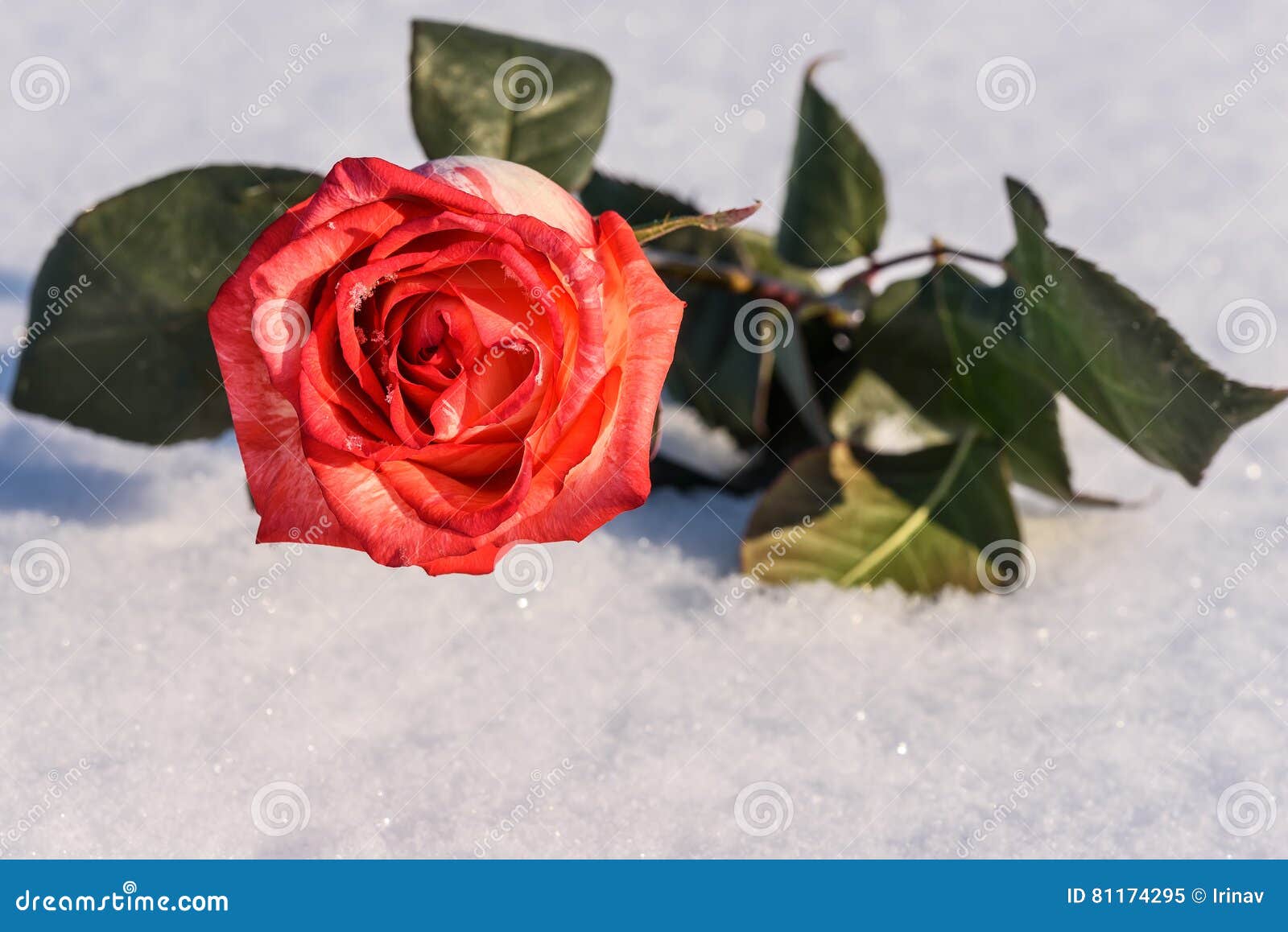 Red Rose White Snow Background Stock Image - Image of romance, outdoors ...
