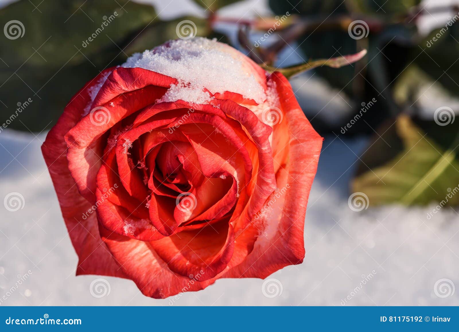 Red Rose White Snow Background Stock Photo - Image of pure, pattern ...