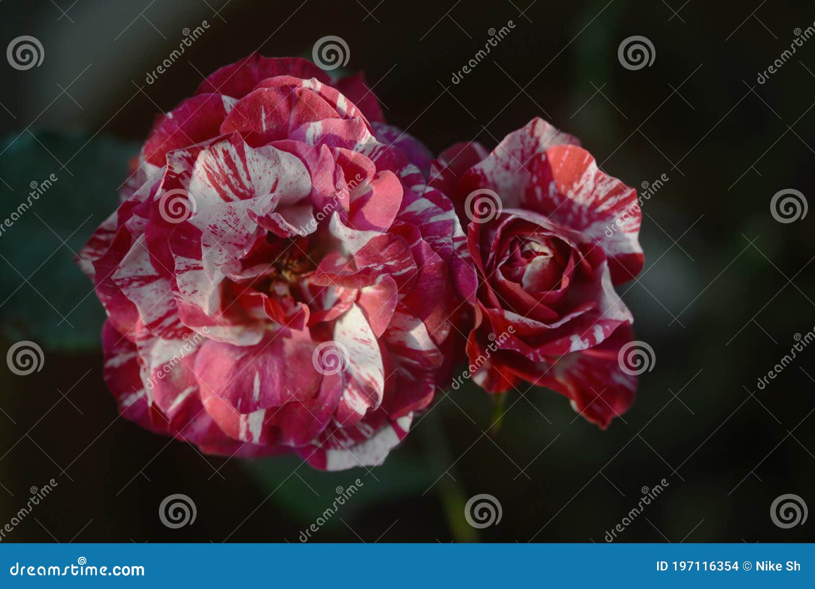 Red and white Rose stock photo. Image of colours, garden - 197116354