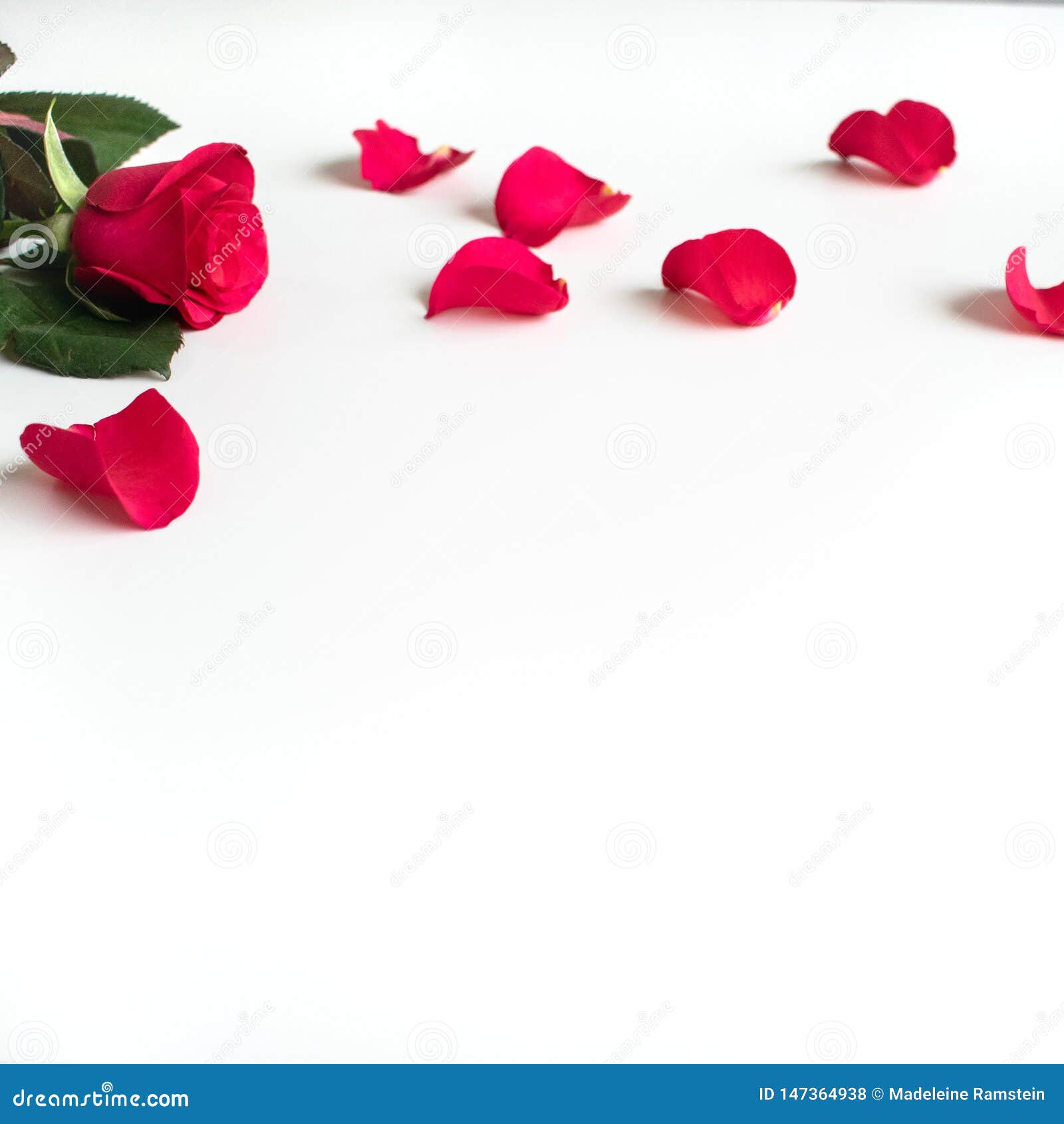 Red Rose on a White Table with Red Petals Stock Photo - Image of ...