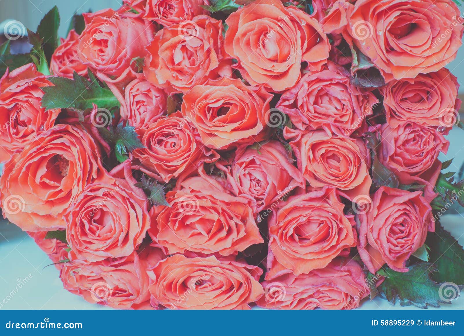 Red rose on white table stock image. Image of petals - 58895229