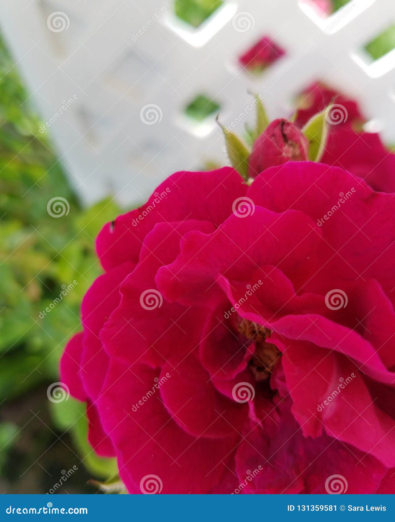 Red Rose with White Trellis Stock Image - Image of trellis, white ...