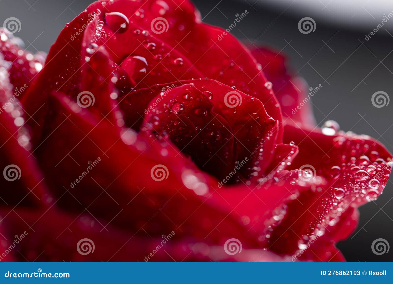 A Red Rose Whose Bud is Completely Covered with Drops of Water Stock ...
