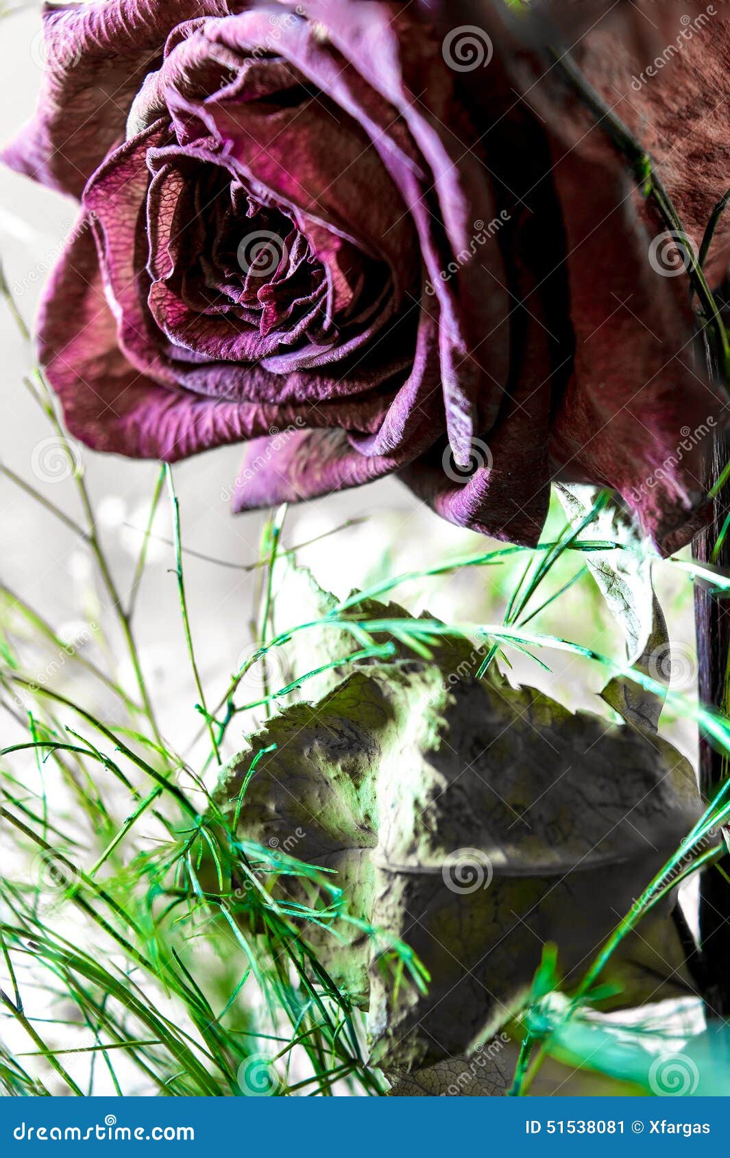 Red Rose wilted stock image. Image of flora, floral, death - 51538081