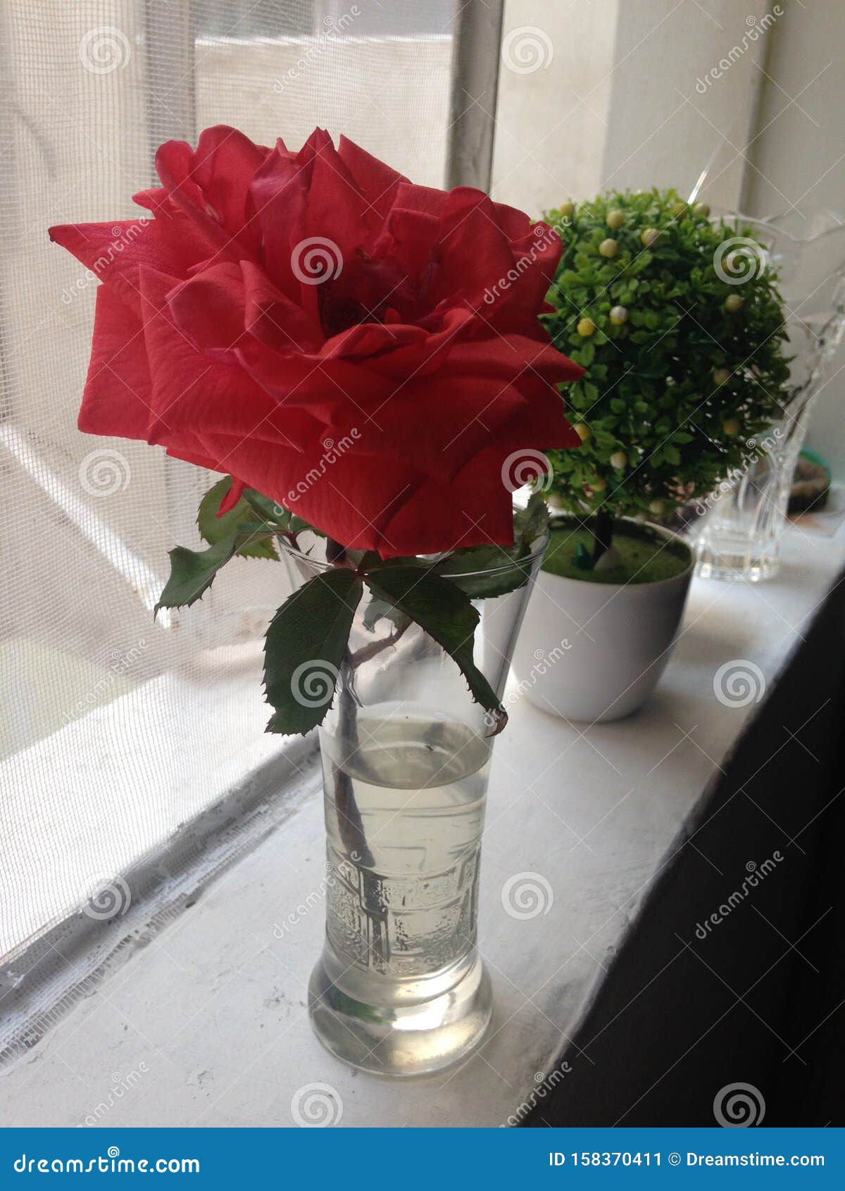 Red rose in the window stock image. Image of window - 158370411