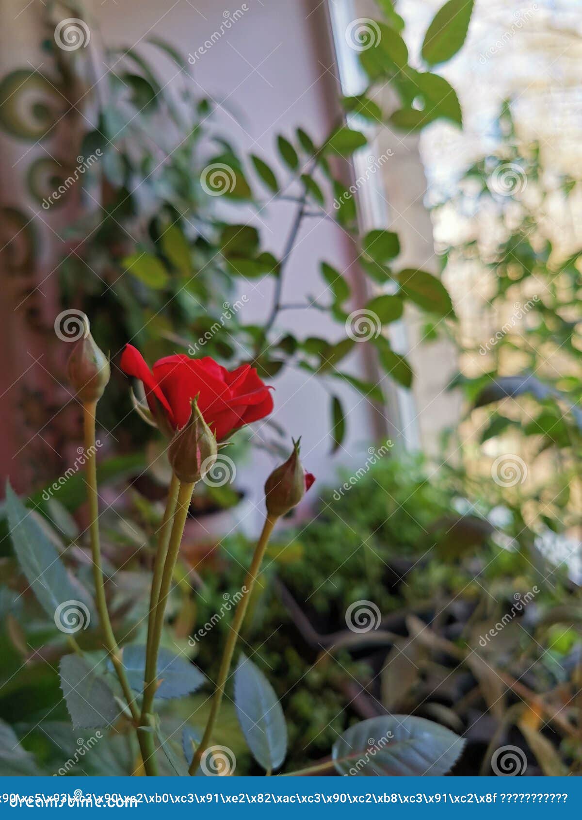 Red rose on the windowsil stock photo. Image of autumn - 256010058
