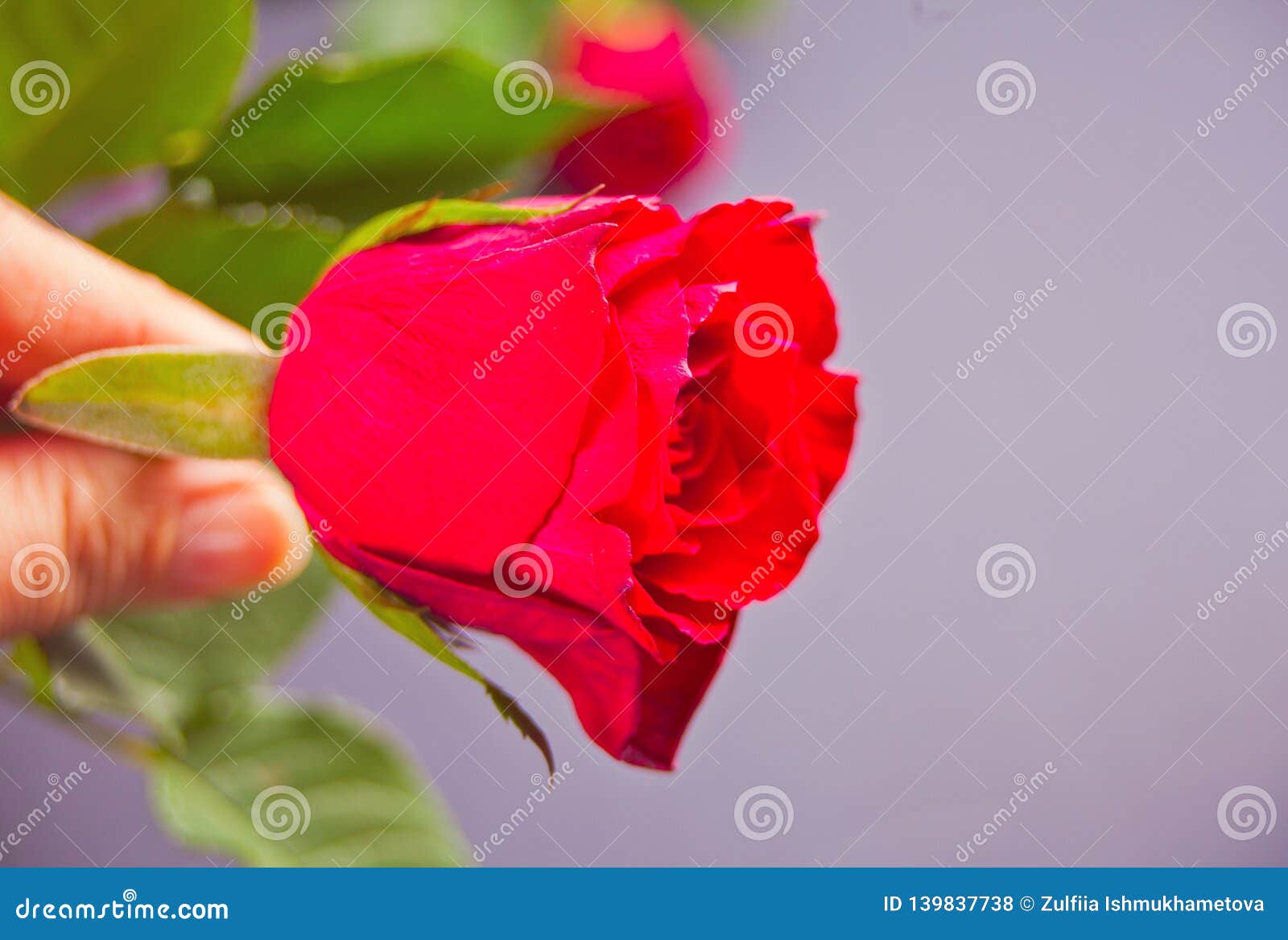 A red rose in a woman hand stock photo. Image of heart - 139837738